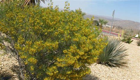 Silver Leaf Cassia Gothic Landscape Inc