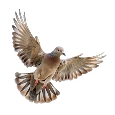 Flying Dove Pngs For Free Download