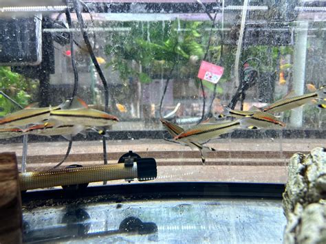Roseline Shark Denison Barb For Sale Vibrant Freshwater Fish