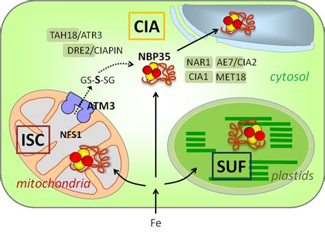 Iron Sulfur Cluster Assembly In Plants John Innes Centre