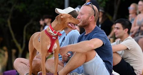Vets Say They Need More Resources To Improve Animal Emergency Care