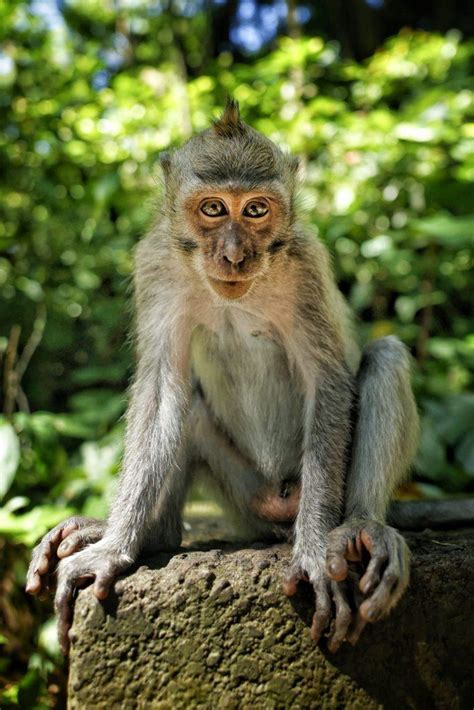 Crab Eating Macaques Habitat Behaviour And Ecological Role Terra