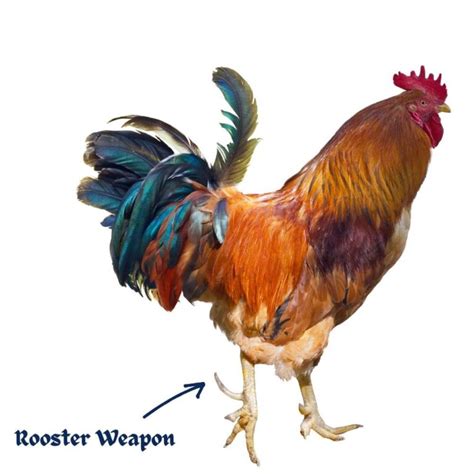 Sumatra Chicken Mysterious Beauty