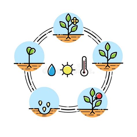 Plants Life Cycle Stock Illustrations 1 311 Plants Life Cycle Stock Illustrations Vectors