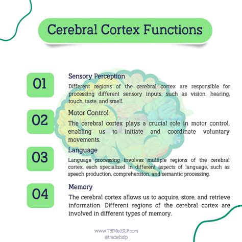 Cerebral Cortex Function And Purpose TBI MedSLP