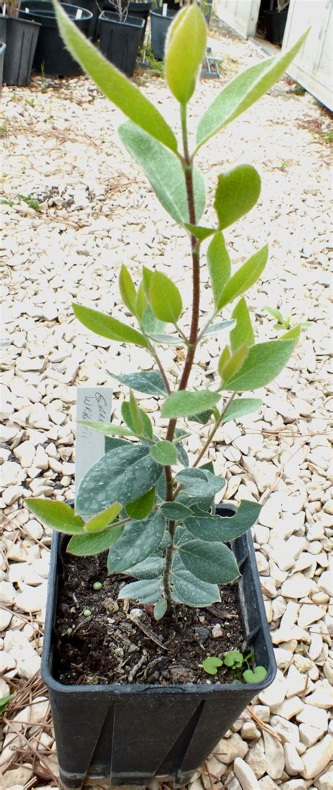 Garrya Wrightii Garryaceae Gérard Weiner Plantes De Terrains Secs