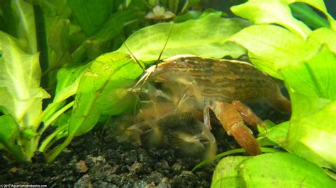 Bamboo Shrimp Tank Mates Food Care Feeding Video
