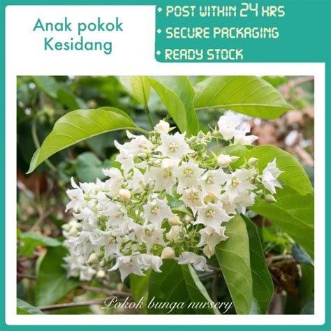 Pbn Kesidang Pokok Bunga Nursery Vallaris Glabra Bread Flower Kerak Nasi Wangi Tikar