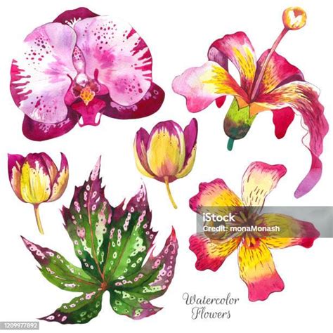이국적인 꽃 수채화 일러스트 세트입니다 릴리 오키드 베고니아 꽃 스케치 열대 꽃 현실적인 수채화 클립 아트를 나뭇잎 아쿠아렐 텍스쳐가 있는 칼라 백합 엽서 디자인 수채화에