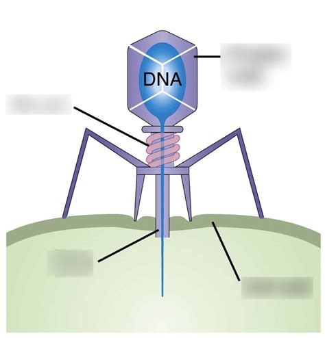 Bio Div Test 3 Diagram Quizlet