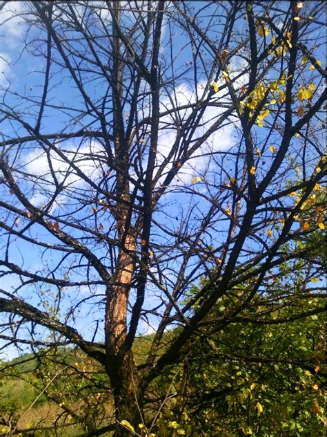 Naked Tree Ultra Hd Wallpaper For K Uhd Tv Desktop