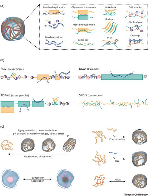 Protein Phase Separation A New Phase In Cell Biology Trends In Cell