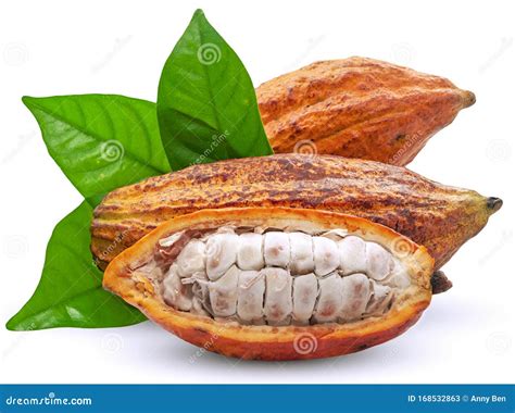 Fruta De Cacao O Fruta De Cacao Aislada De Fondo Blanco Imagen De