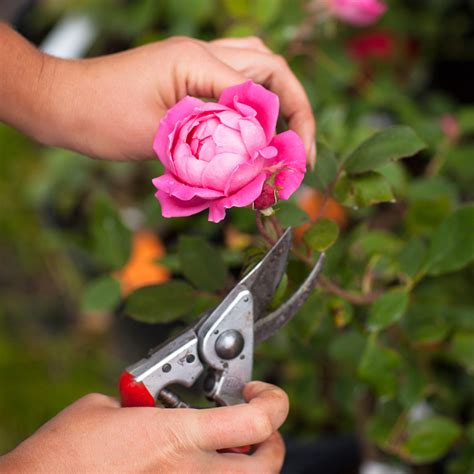 Pruning Deciduous Trees And Plants The Science And Techniques For A Thriving Garden The Garden