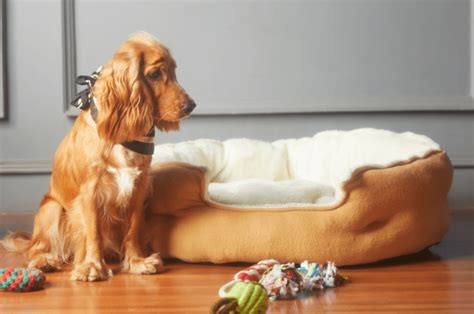 ERP For Pet Care Products Enhance Manufacturing Efficiency
