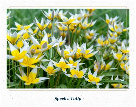 21 Types Of Tulips That Will Brighten Up Your Garden Ftd