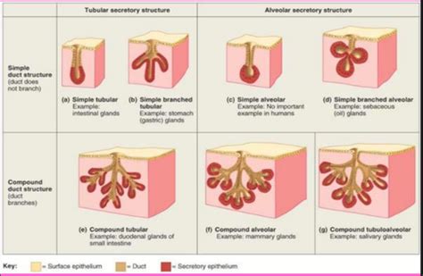 Tissues Quiz 4 Anatomy Flashcards Quizlet