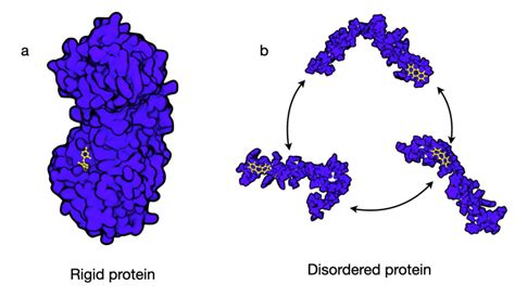 Unravelling The Dynamics Of Small Molecule Interactions With Intrinsically Disordered Proteins