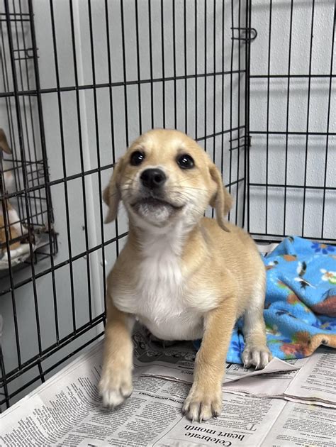 Background And Attributes