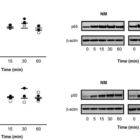 Time Course Of P65 And P50 Nuclear Translocation Induced By Il 1b In