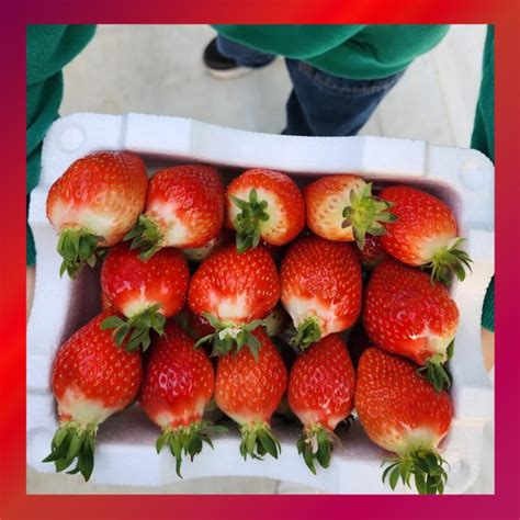 아이들이 좋아하는 인천 딸기농장 체험 딸기의 하루 네이버 블로그