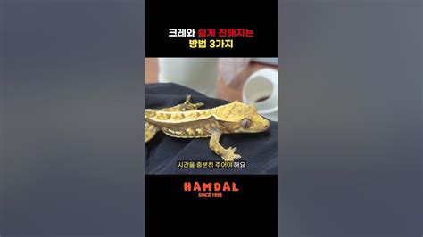 크레스티드 게코와 친해지는 방법 Best3 크레스티드게코 크레스티드 도마뱀키우기 Youtube
