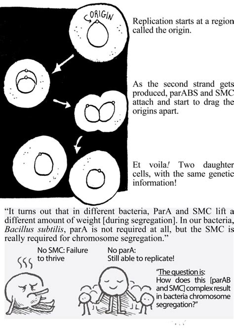 Solving The Bacterial Genome Visualizing Chromosome Segregation The Tribune