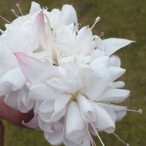 Fuchsia Giant Trailing Collection Jparkers