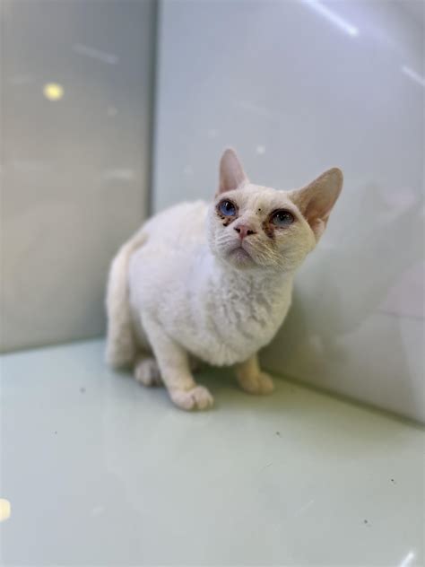 데본렉스 데본이 보더콜리분양가격 프렌치불독분양가격 빠삐용분양가격 파피용분양가격 사모예드분양가격 스피츠분양가격 시바견분양가격 시베리안허스키분양가격 시츄분양가격 요크셔테리어분양