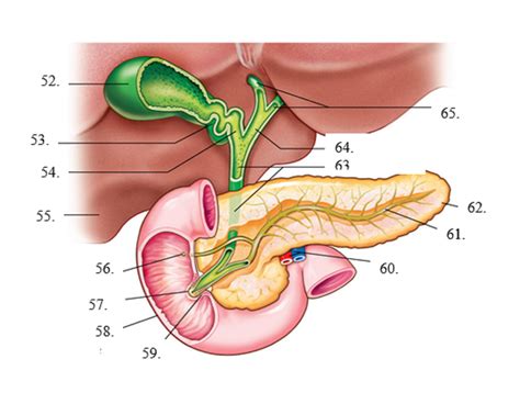 Gi System Accessory Diagram Quizlet