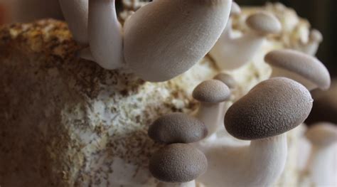 How To Grow King Oyster Mushrooms A Step By Step Guide Grocycle