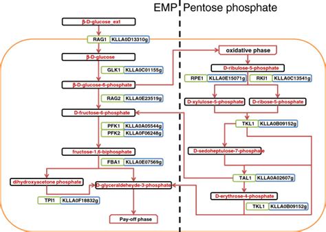 Emp And Pentose Phosphate Pathways After The New Annotation Enzymes Download Scientific