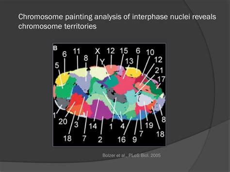 Ppt Analysis Of Higher Order Chromatin Structure Powerpoint