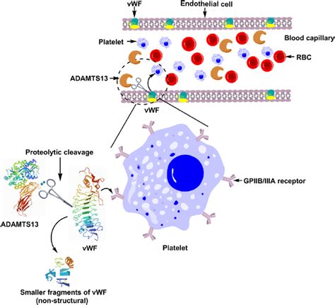 Adamts 13 Based Regulation Of Thrombogenic Function Of Vwf Download