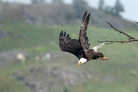 Bald Eagle Leaping Into Flight From Perch In The Yellowstone Ecosystem