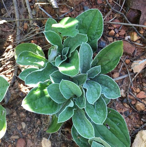 Pussytoes Plantain Leaved Antennaria Plantaginifolia Leaves For