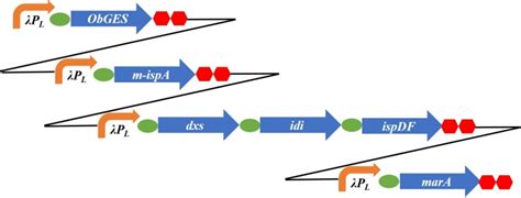 Team Nagahama Description