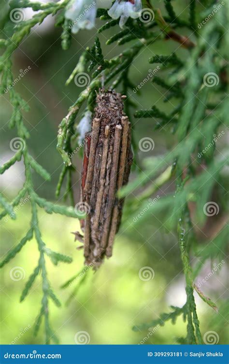 Larva Of Eastern Newt With External Gills Stock Photography CartoonDealer Com 190909154