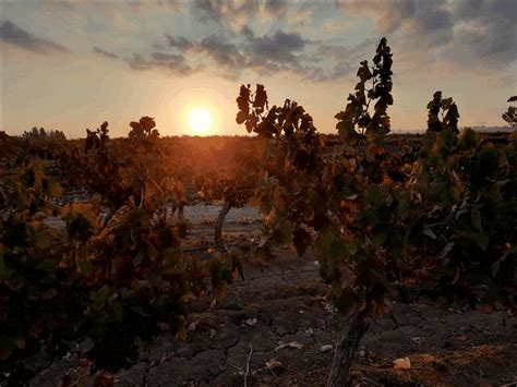 כתבו עלינו יקב נווה ירק נווה ירק 050 7923633