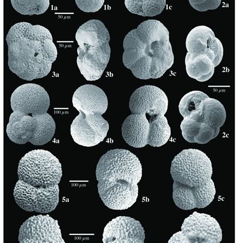 Scheme 1 Selected Planktonic Foraminifera 1a C Paragloborotalia