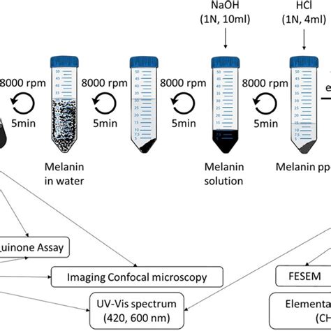 Schematic Representation Of The Biosynthetic Pathway Of Pyomelanin Download Scientific Diagram