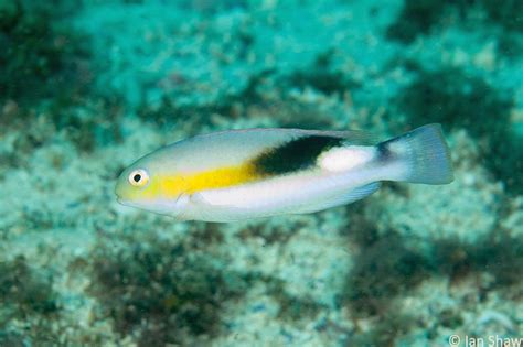 Choerodon Solitary Islands Underwater Research Group