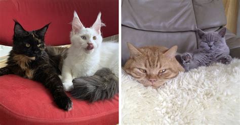 Pics Of Purrfect Duos And Trios That Made Lovecats International