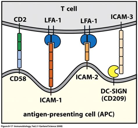 Lecture 10 T Cell Effector Functions Flashcards Quizlet