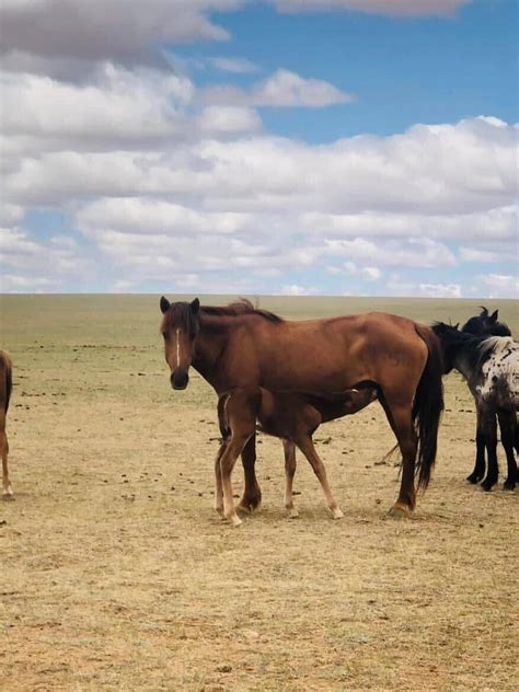 Зээрд азаргатай адуу хайж байна