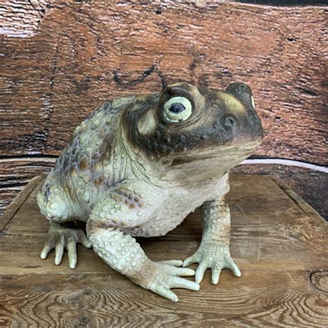 Giant Toad Make A Scene