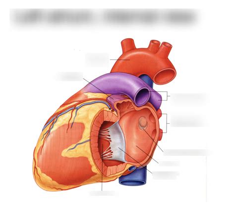 Left Atrium Diagram Quizlet