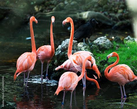 Flamingo Photo And Image Birds In The Water Displaying Pink Colour