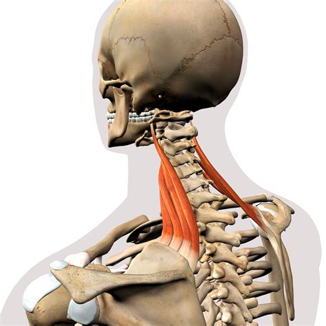 Levator Scapulae Stretch