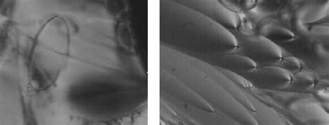Oblique View Of Confocal Ellipse And Hyperbola Left Confocal Domains Download Scientific